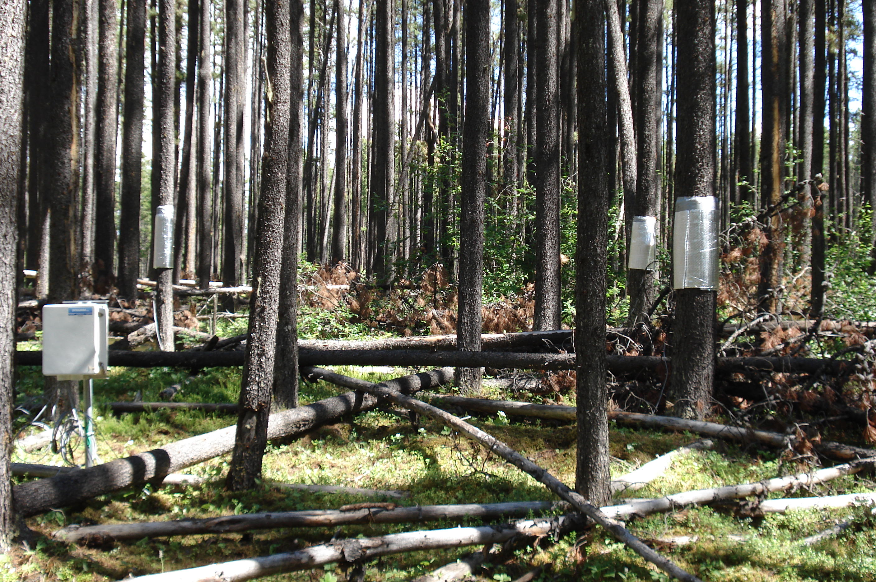 Mountain Pine Beetle Ecology Program - fRI Research