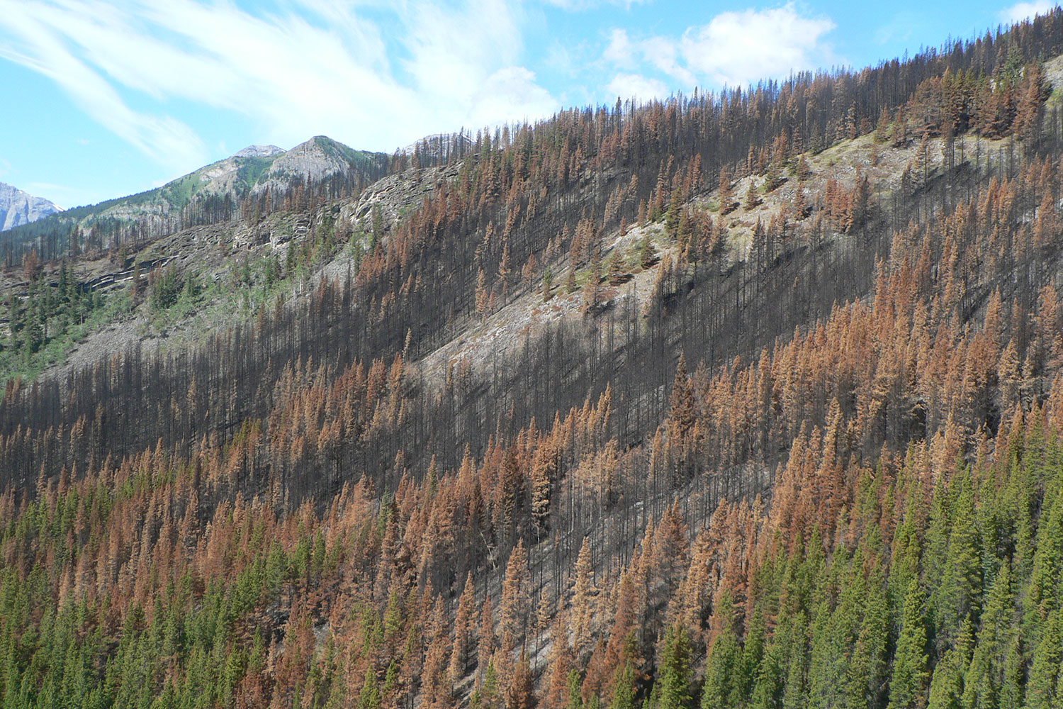 QuickNote: Mountain Pine Beetle Effects on Wildfire Rate of Spread and ...