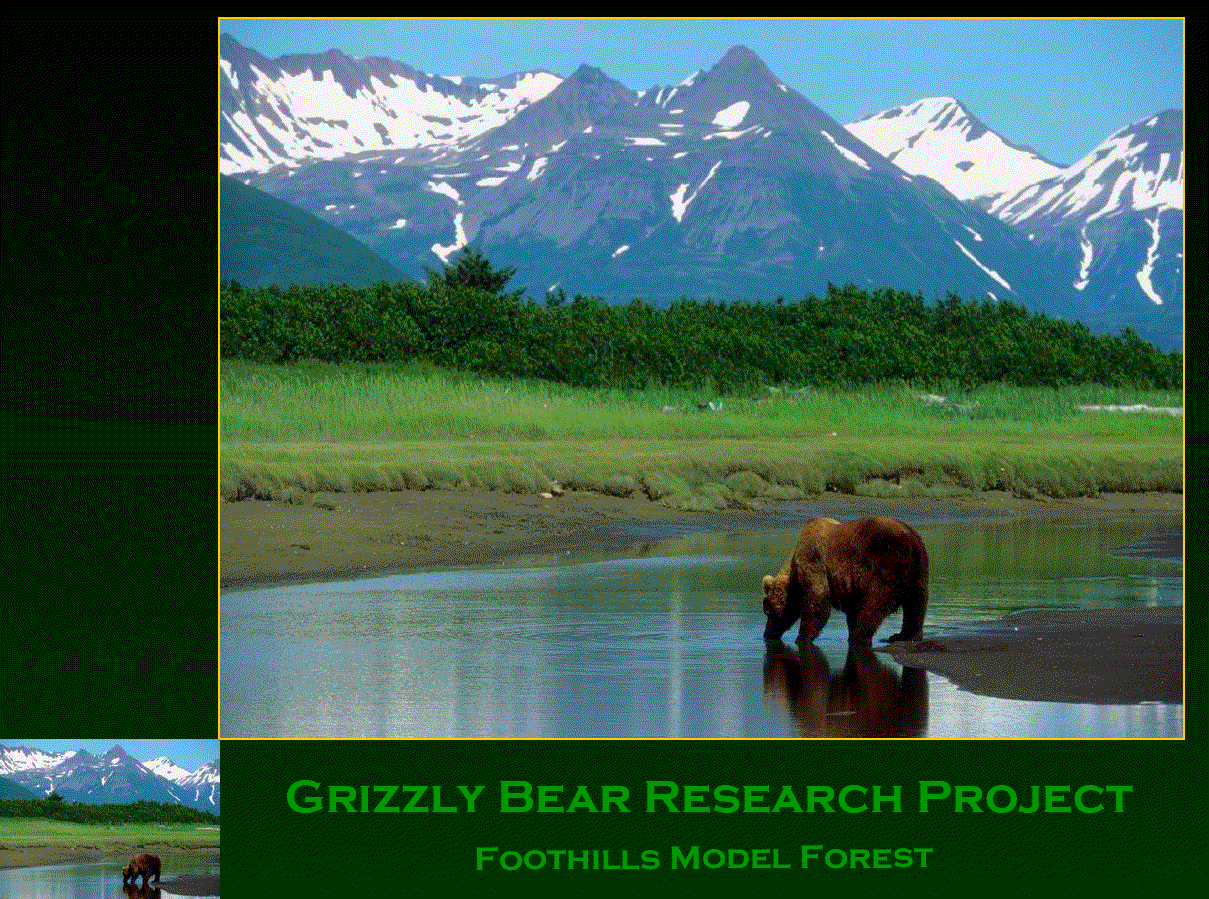 Grizzly Bear Research Project: Foothills Model Forest - fRI Research