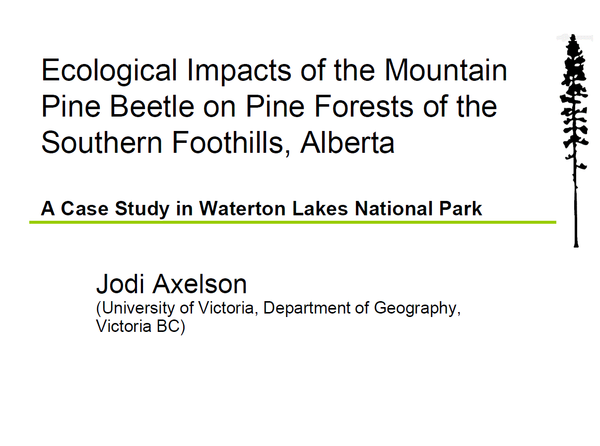 Ecological impacts of the mountain pine beetle on pine forests of the ...