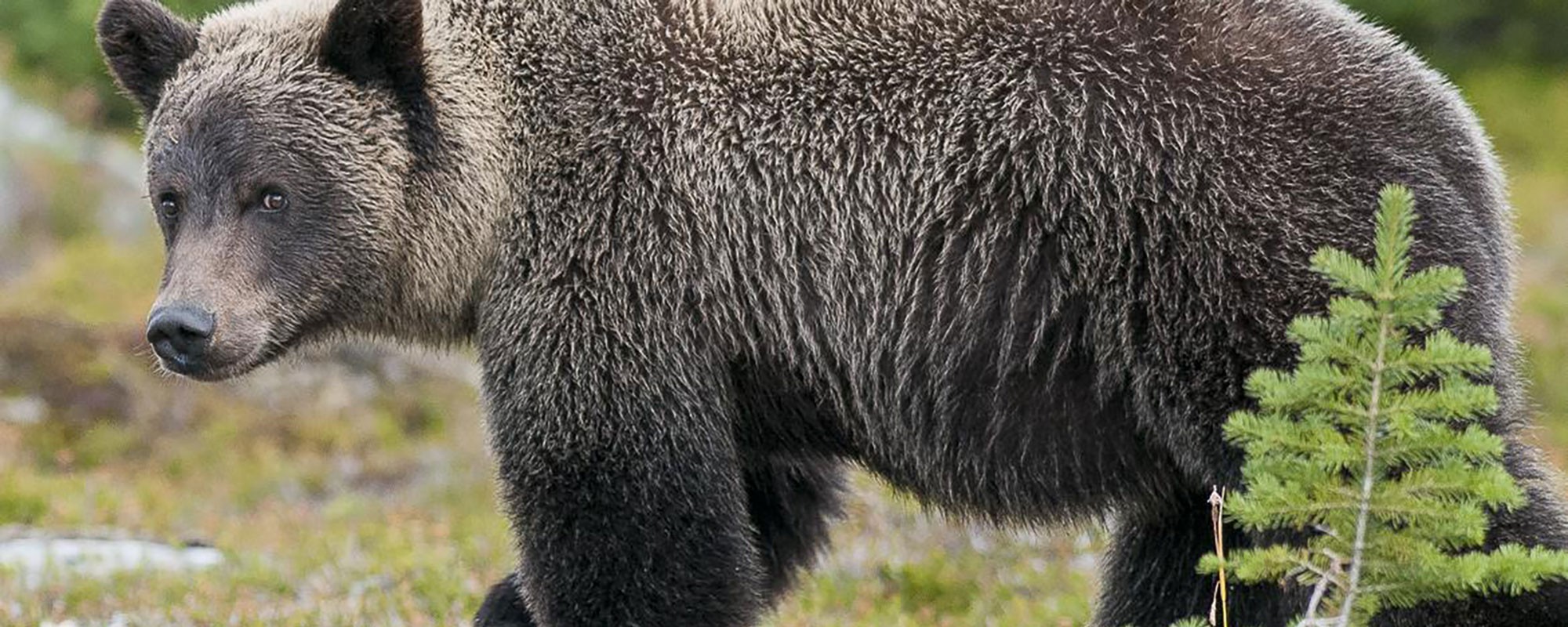 The Co-existence of a Threatened Population of Grizzly Bears with ...