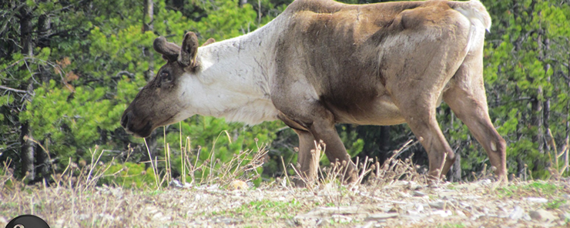 Caribou behaviour and calving success in relation to oil and gas ...