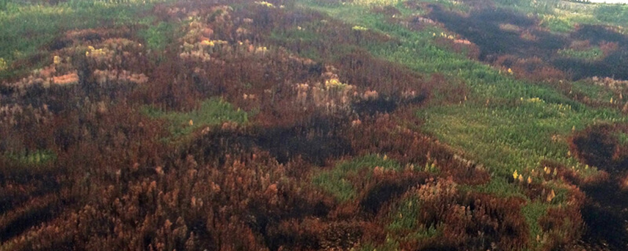 Historical Wildfire Burn Patterns at Sub-Landscape Scales | fRI Research