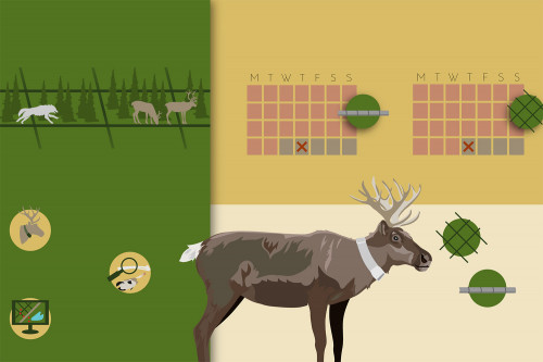 Caribou Program | fRI Research