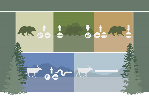 Caribou Program | fRI Research