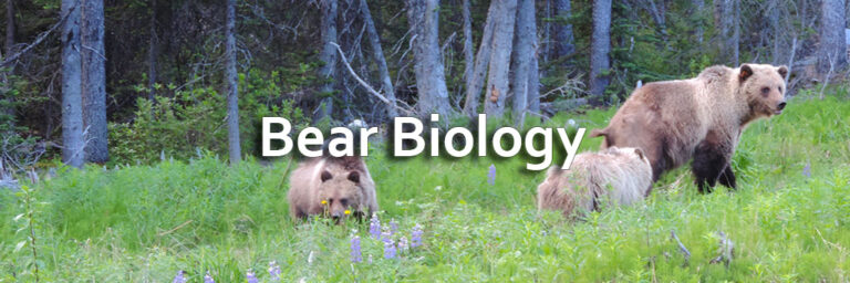 Grizzly Bear Team - fRI Research