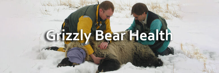 Grizzly Bear Team - fRI Research