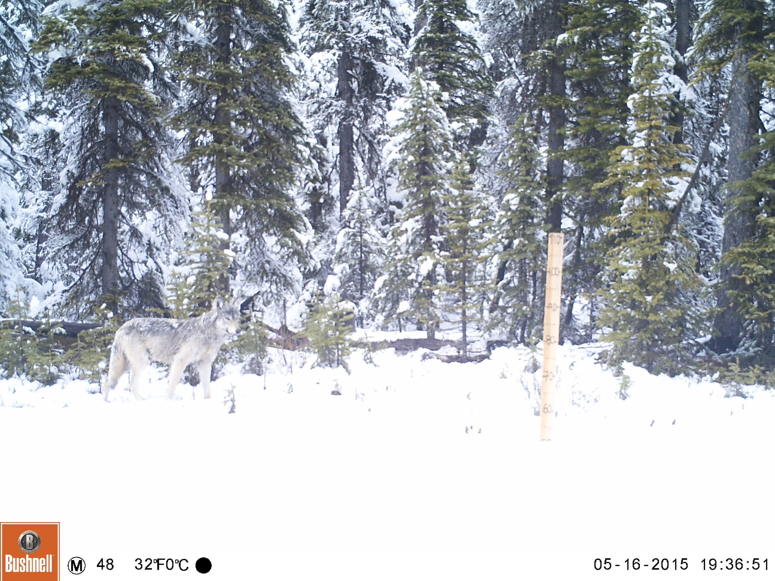 Wolf distribution and movements on caribou ranges in west-central ...