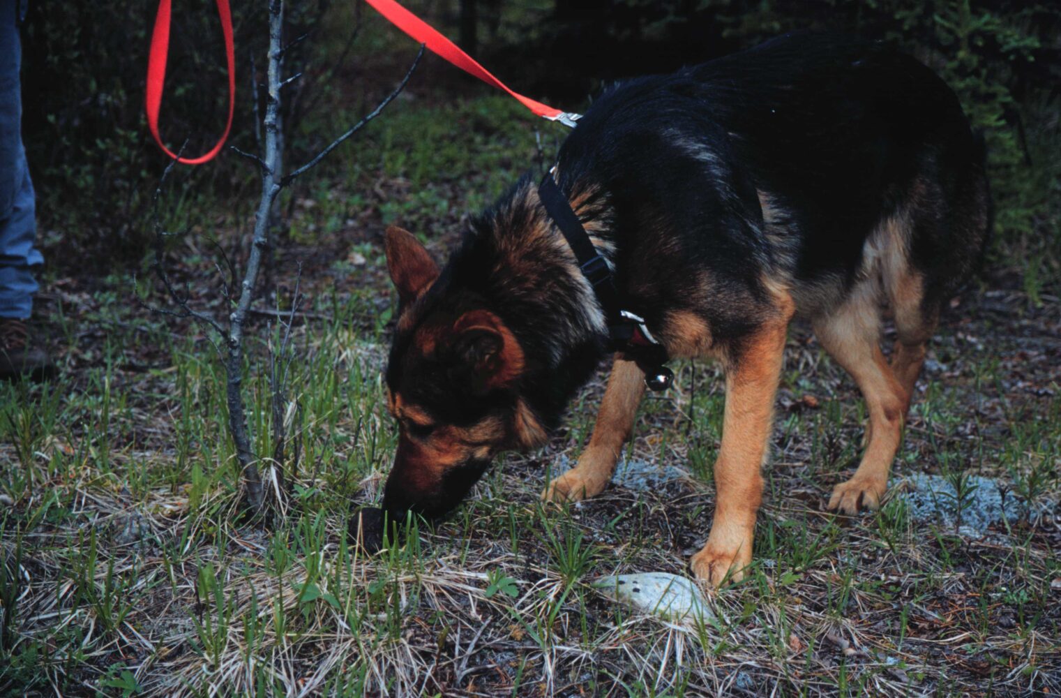 Scat Detection Dogs in Wildlife Research and Management: Application to ...