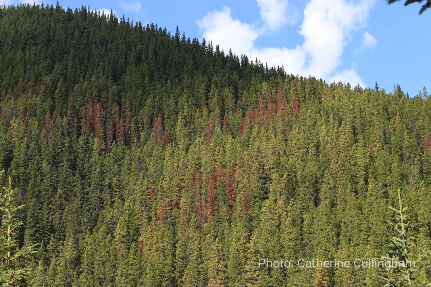 Simulating historical and future MPB threat in Alberta's eastern slopes ...