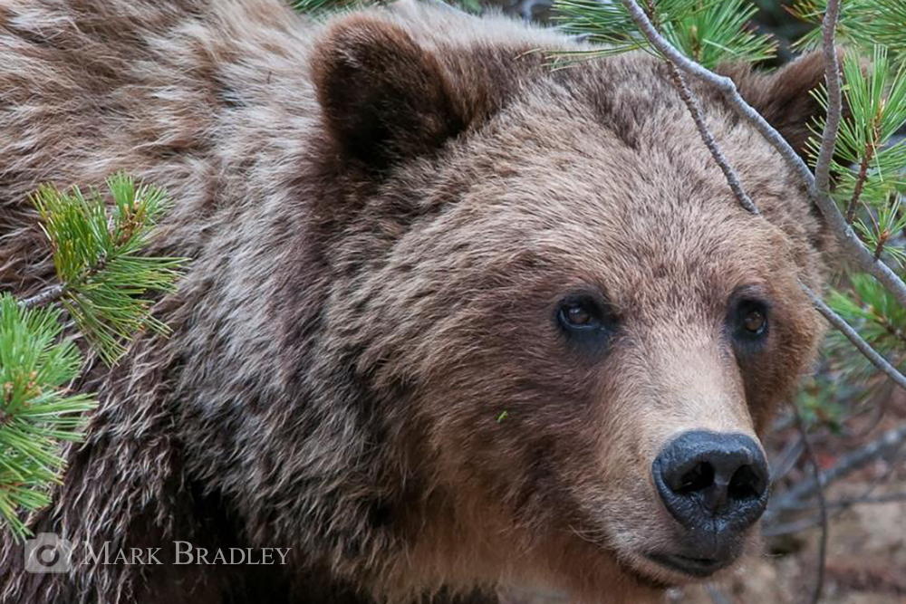 Forest Management and Planning for Grizzly Bears: Applying Science ...