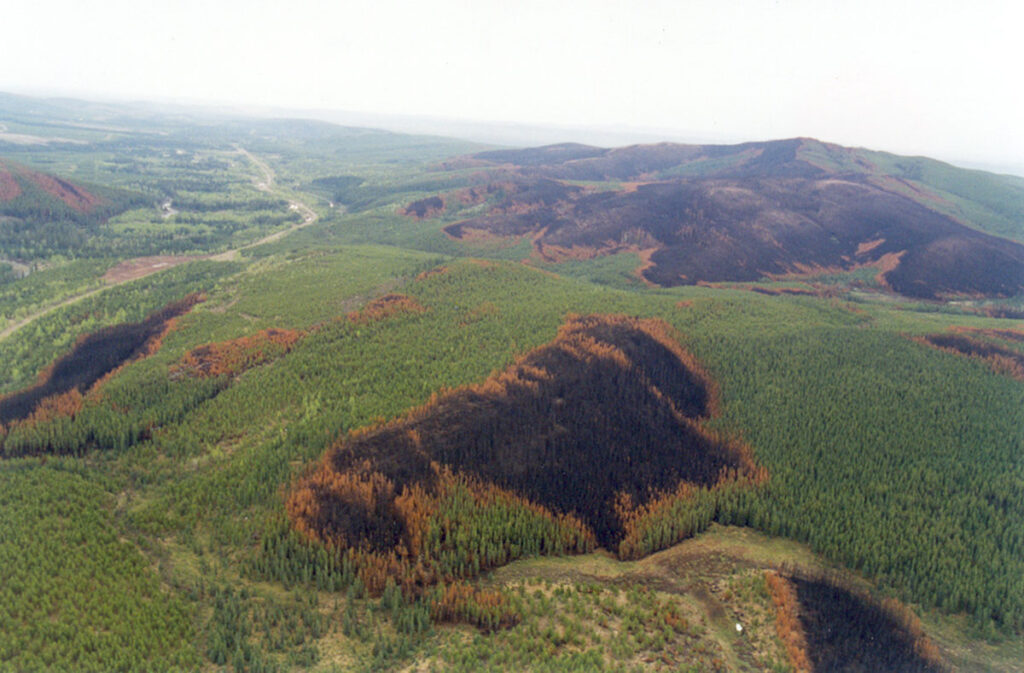 Detecting Regional Differences in Within-wildfire Burn Patterns in ...