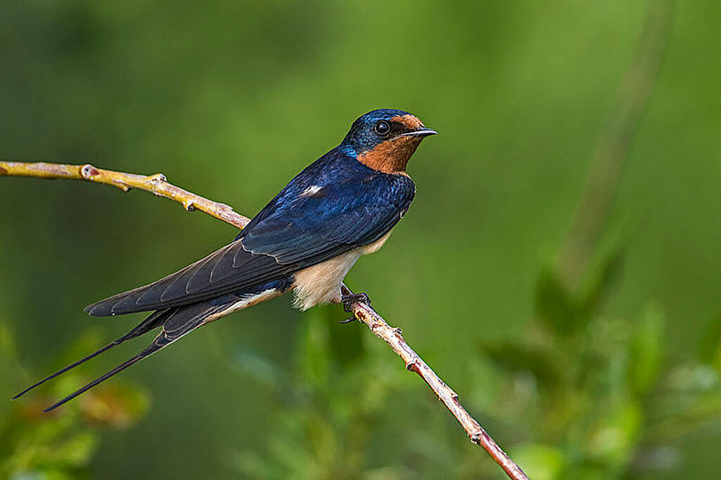 Barn Swallow Forestry Fact Sheet - fRI Research