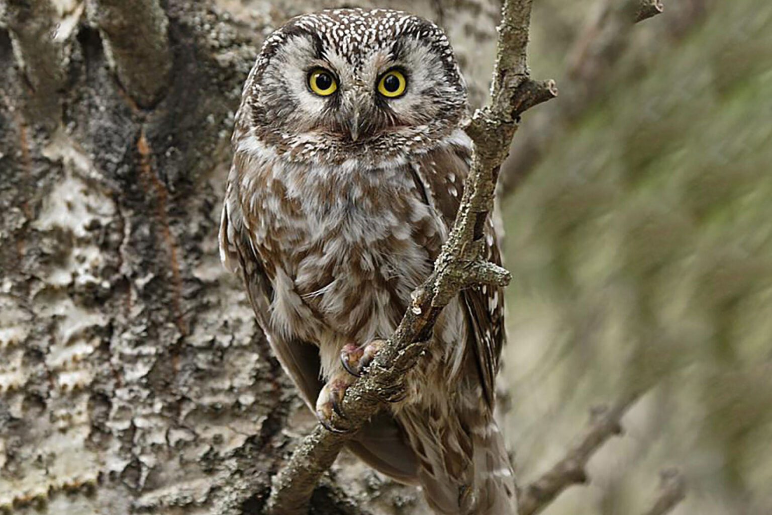 Boreal Owl Forestry Fact Sheet - fRI Research