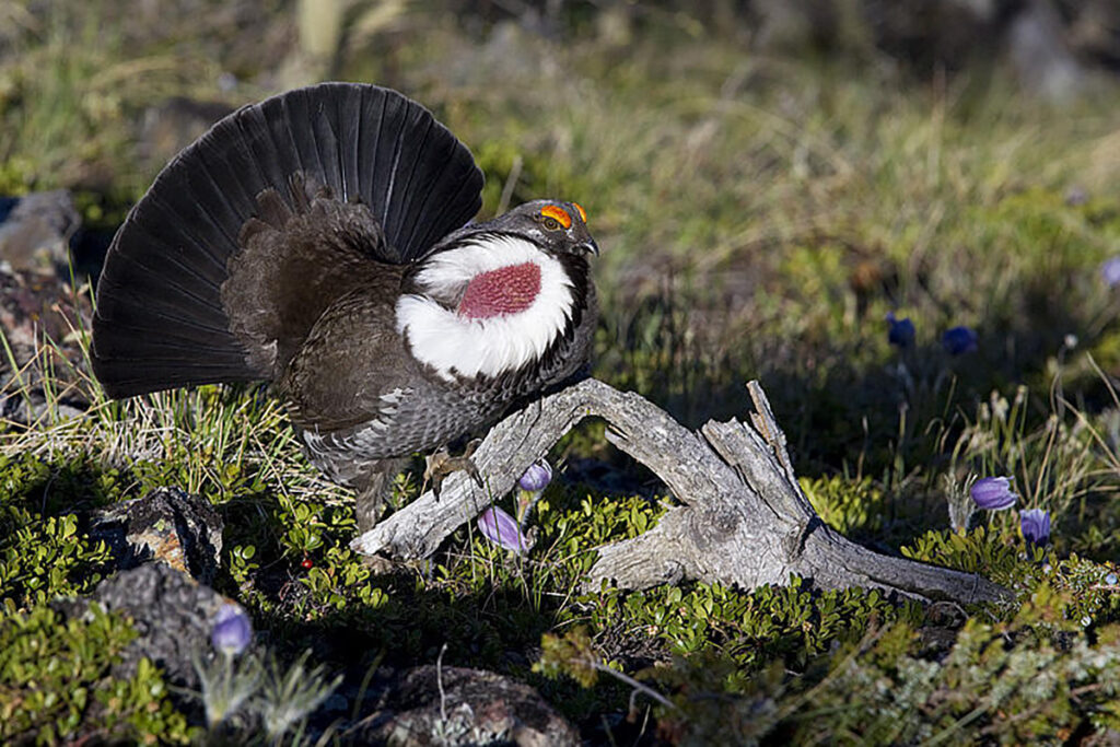 Dusky Grouse Forestry Fact Sheet - fRI Research