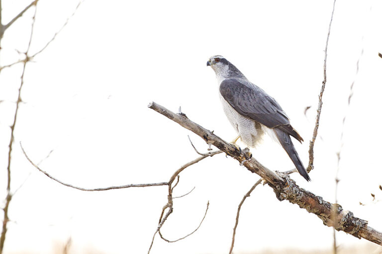 Northern Goshawk Forestry Fact Sheet - fRI Research
