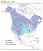 Northern Goshawk Forestry Fact Sheet - fRI Research