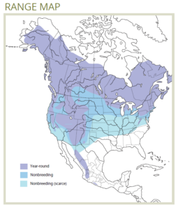 Northern Goshawk Forestry Fact Sheet - fRI Research