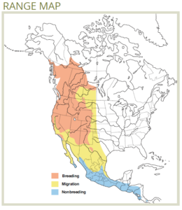 Western Tanager Forestry Fact Sheet - fRI Research