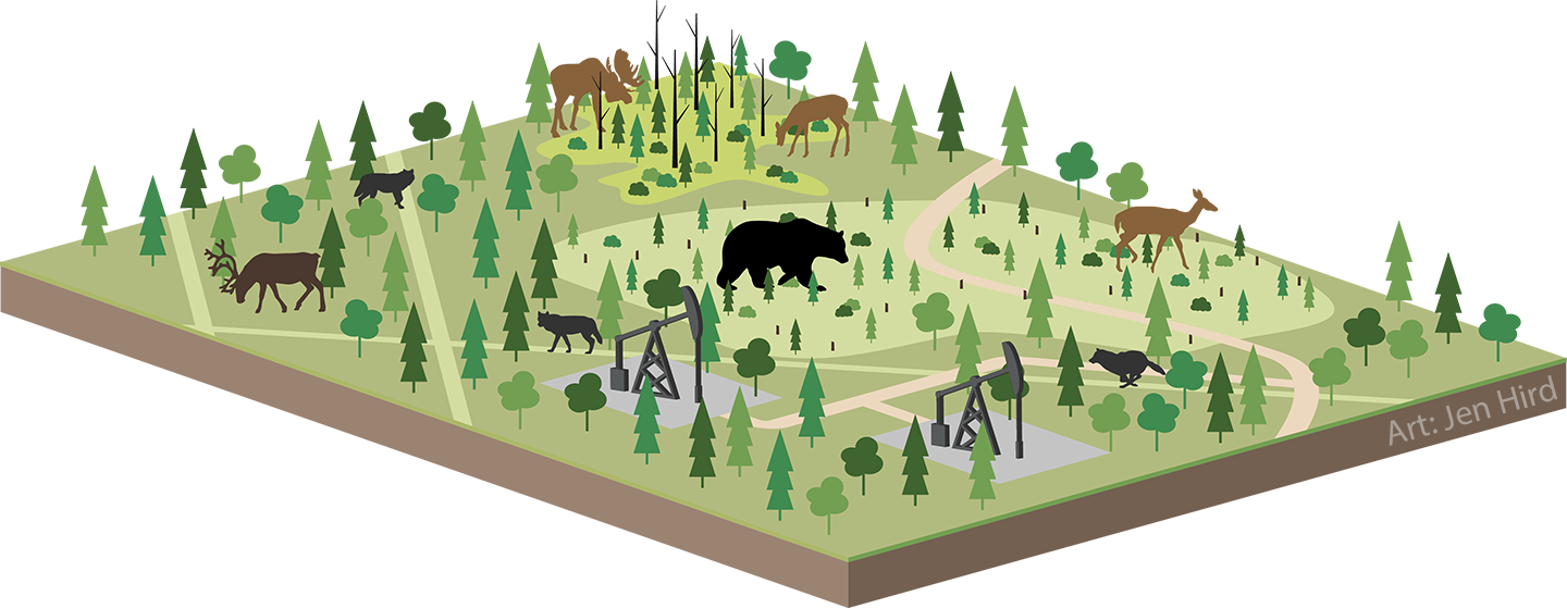 Caribou Program - fRI Research