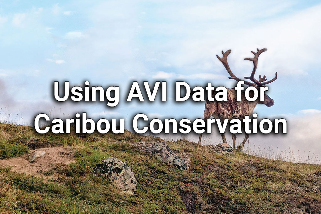 Caribou Program - fRI Research