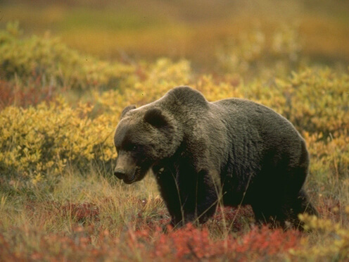 Foothills Model Forest Grizzly Bear Research Program: 1999-2003 Final ...
