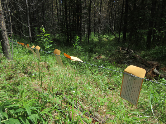 Ecological Investigations of Grizzly Bears in Canada Using DNA from ...