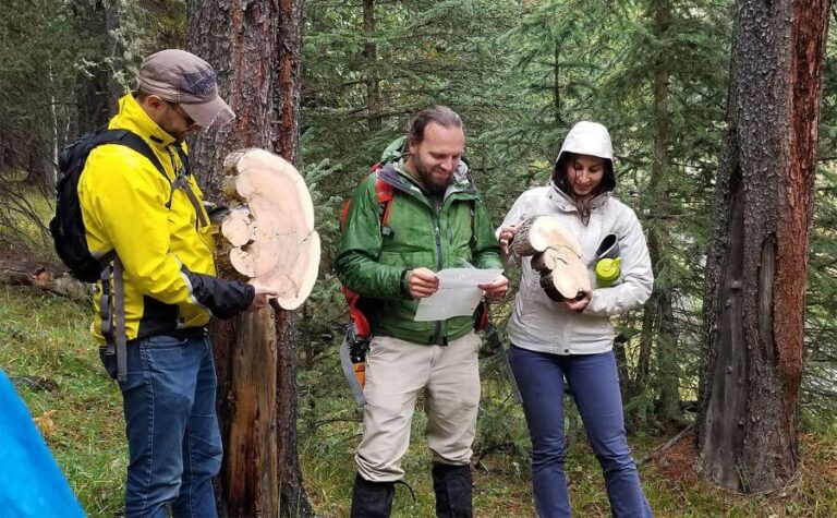 A Wildfire Story: Decoding the Past with Tree Scars - fRI Research