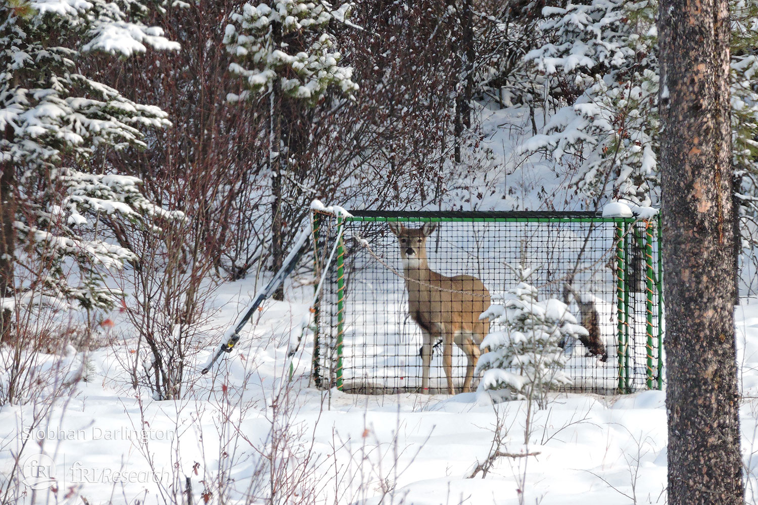 Meet Dr. Laura Finnegan, Caribou Program Lead - fRI Research