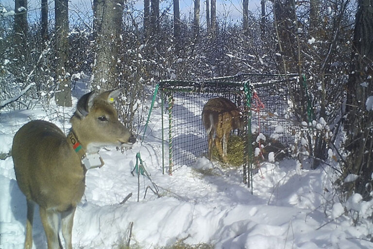 White-tailed deer are on the rise in Alberta and BC. We’re learning ...