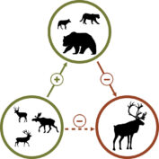 White-tailed deer are on the rise in Alberta and BC. We’re learning ...